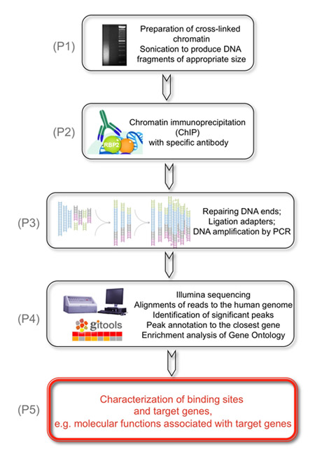 Genome-wide Analysis using ChIP to Identify Isoform-specific Gene ...