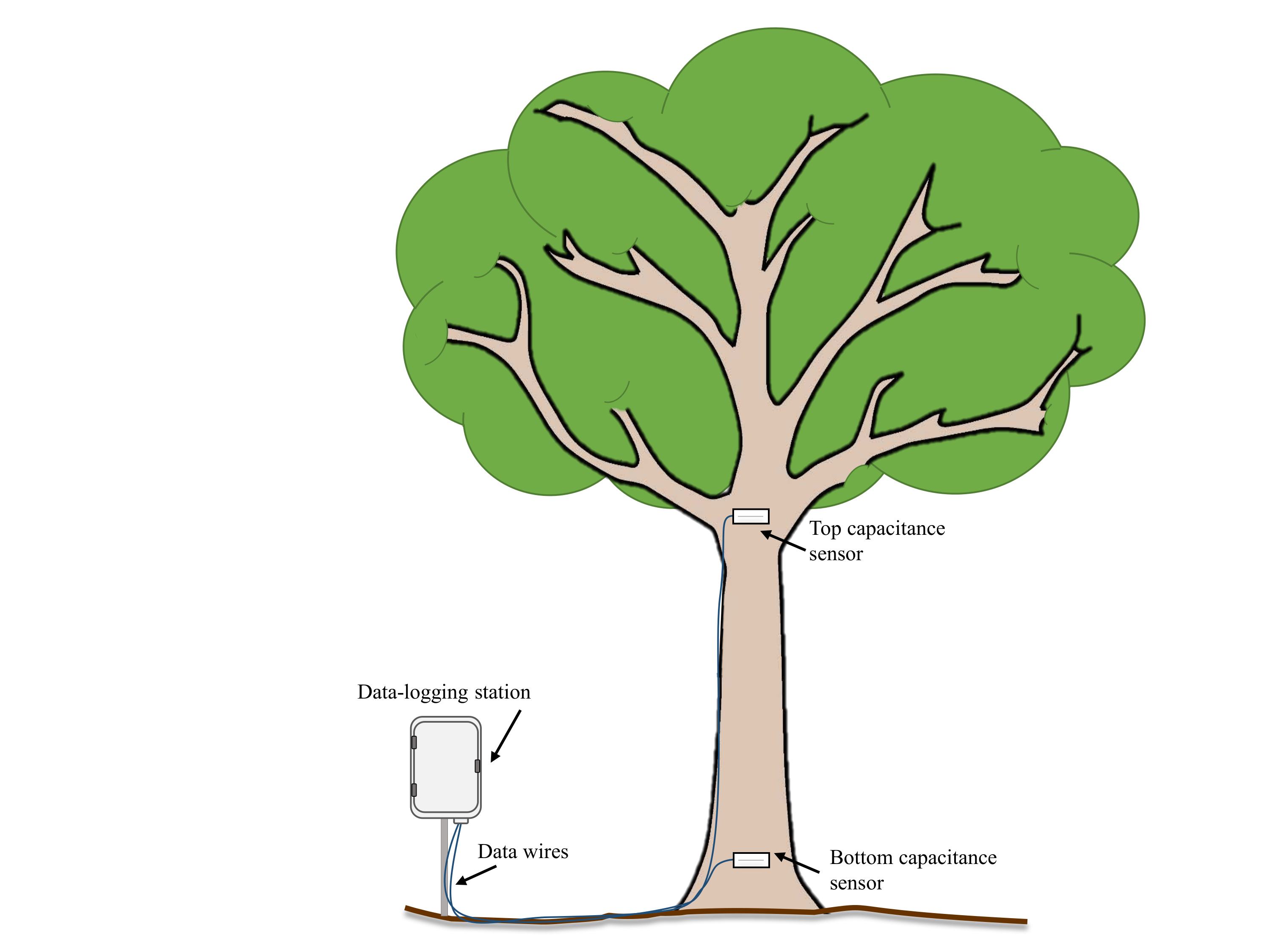 [DIAGRAM] Tree Trunk Stem Diagram - MYDIAGRAM.ONLINE
